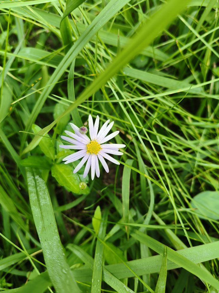 Aster indicus