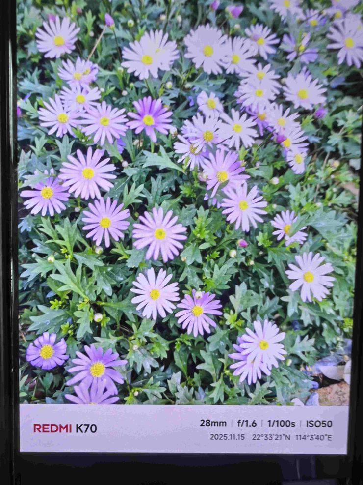 Aster indicus